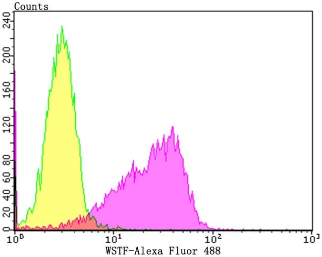 BAZ1B Recombinant Rabbit Monoclonal Antibody (JG36-32), Invitrogen 100 | Fisher Scientific
