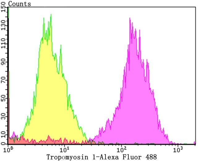 TPM1 Recombinant Rabbit Monoclonal Antibody (JG38-66), Invitrogen 100 ...