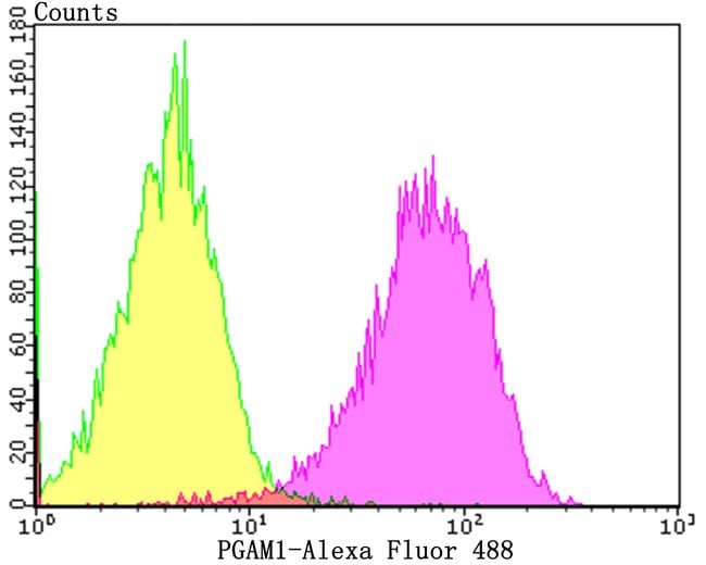 PGAM1 Rabbit anti-Human, Unconjugated, Clone: JE40-67, Invitrogen 100 ...