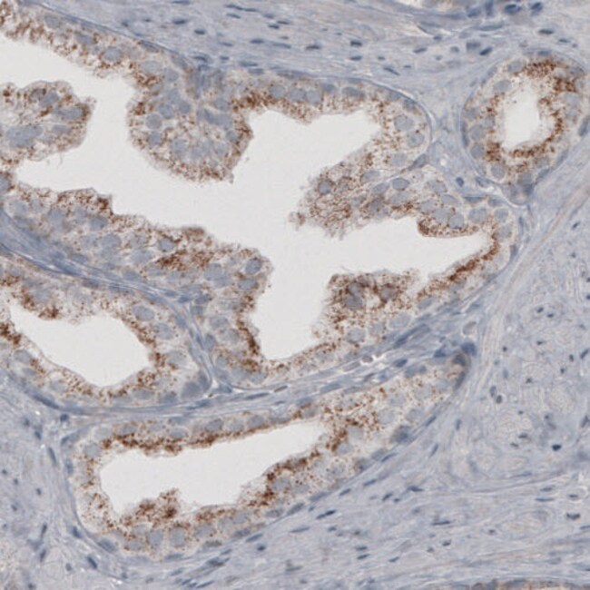 Invitrogen ACAA1 Monoclonal Antibody (CL2663) 100 μL; Unconjugated ...