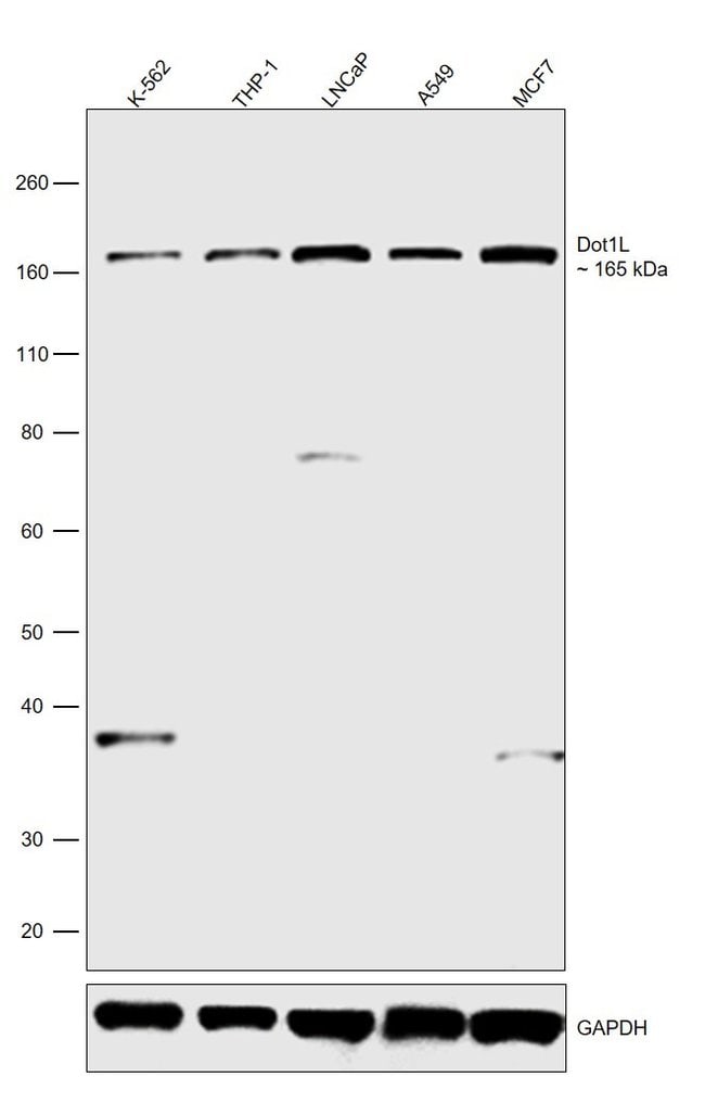 Invitrogen Dot1L Recombinant Rabbit Monoclonal Antibody (7A10H9) 100 μL; | Fisher Scientific