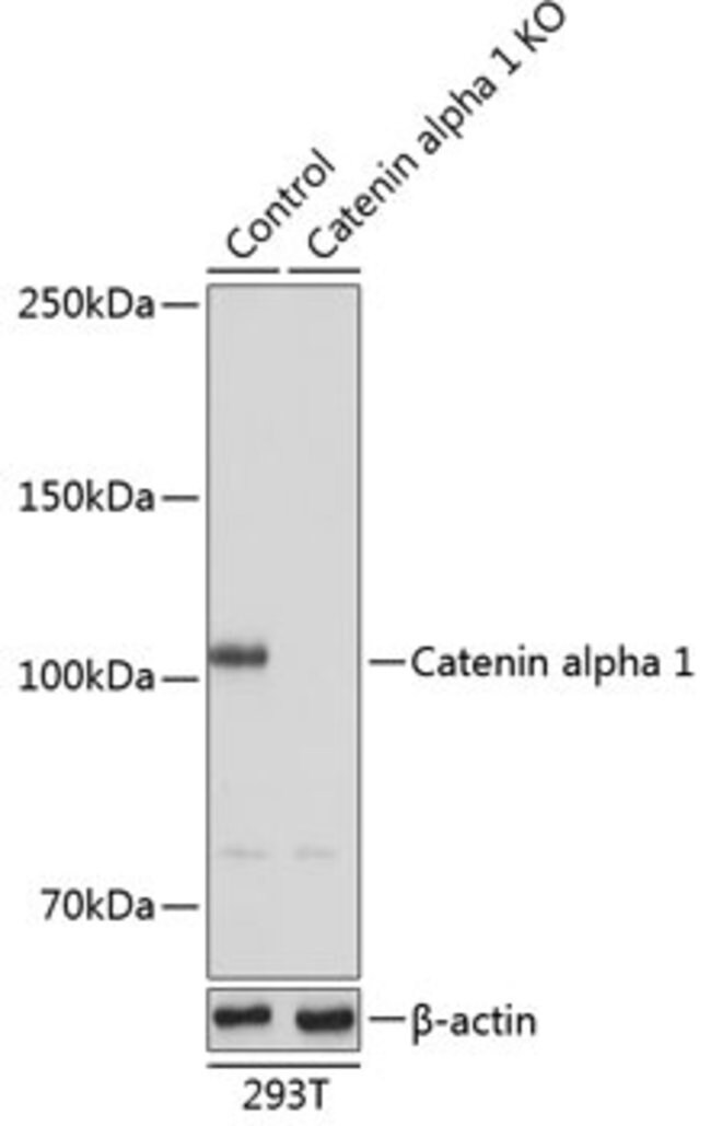 Catenin alpha-1 Rabbit anti-Human, Mouse, Rat, Unconjugated, Clone ...