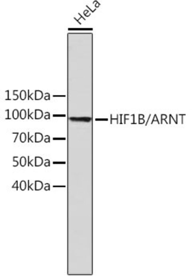HIF-1 beta Rabbit anti-Human, Unconjugated, Clone: ARC0010, Invitrogen ...