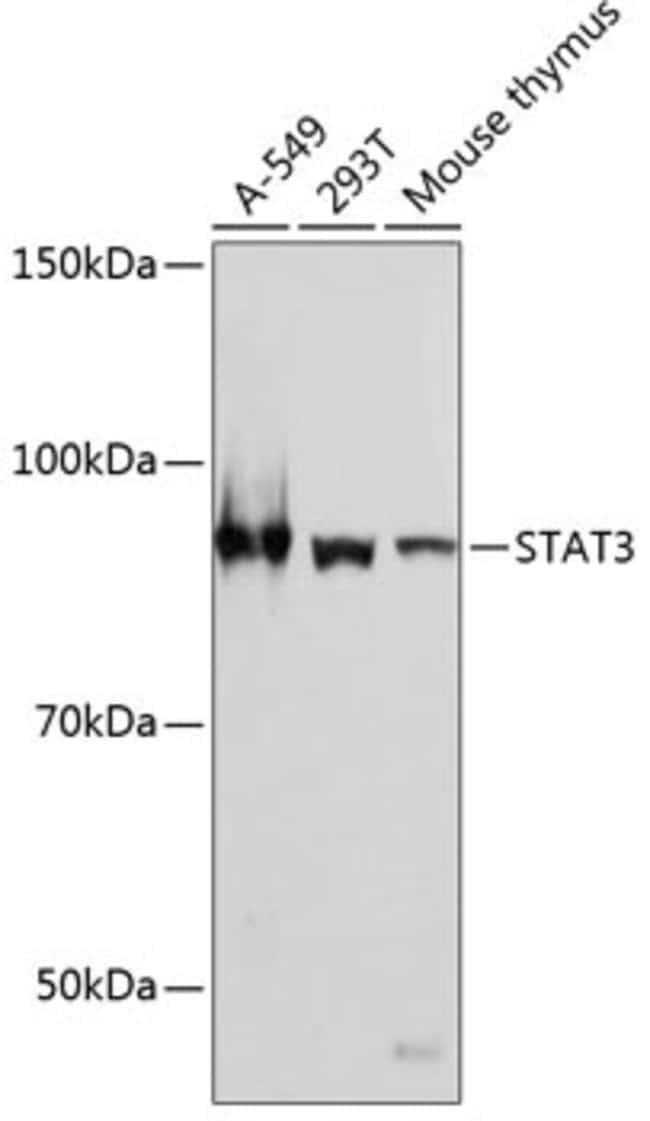 STAT3 Recombinant Rabbit Monoclonal Antibody (6W3L3), Invitrogen 100 μL ...