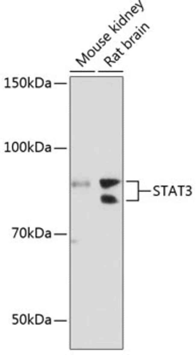 STAT3 Recombinant Rabbit Monoclonal Antibody (6W3L3), Invitrogen 100 μL ...
