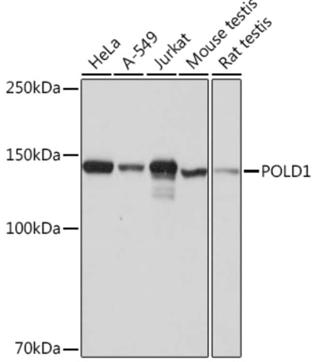 Invitrogen POLD1 Recombinant Rabbit Monoclonal Antibody (4B6I3) 100 μL ...