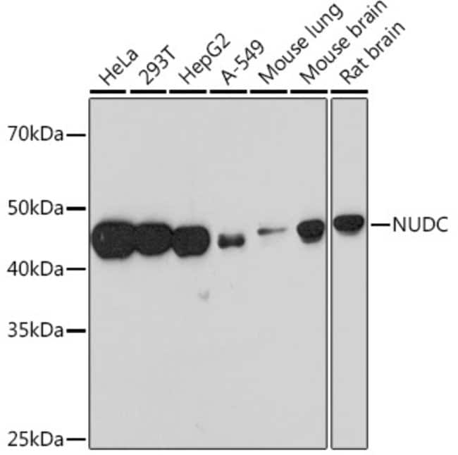 NUDC Recombinant Rabbit Monoclonal Antibody (ARC1103), Invitrogen 100 ...