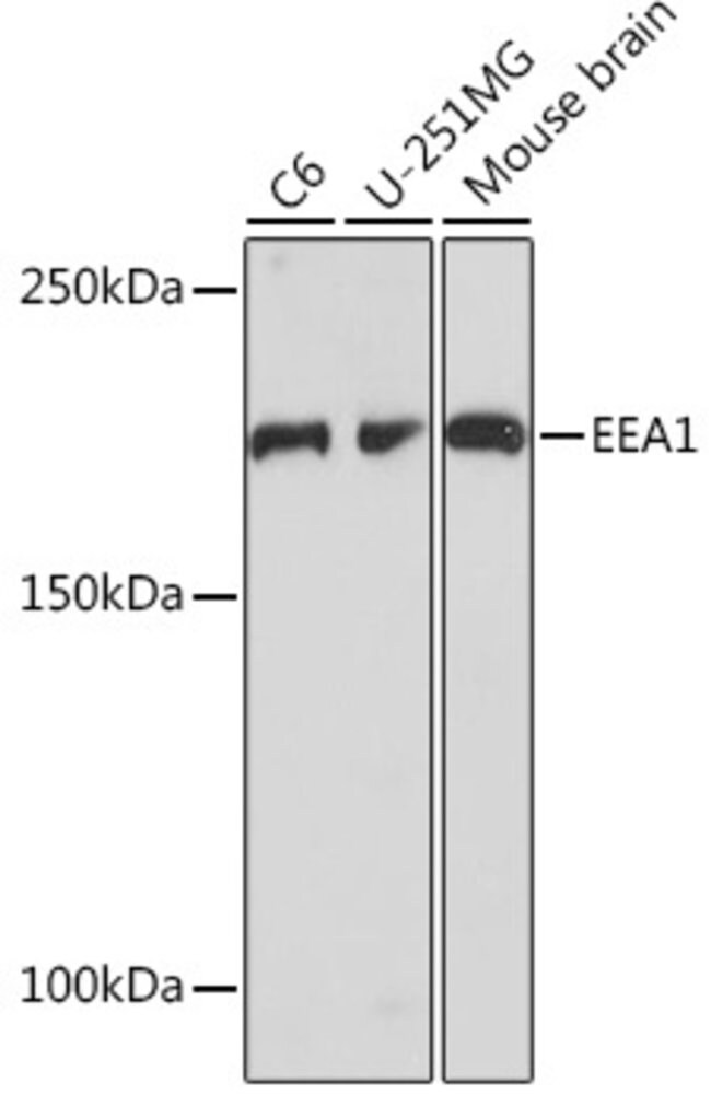 EEA1 Recombinant Rabbit Monoclonal Antibody (ARC1250), Invitrogen 100 ...