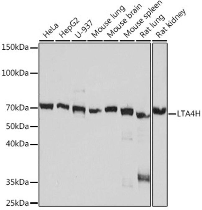 LTA4H Recombinant Rabbit Monoclonal Antibody (ARC1351), Invitrogen 100 ...