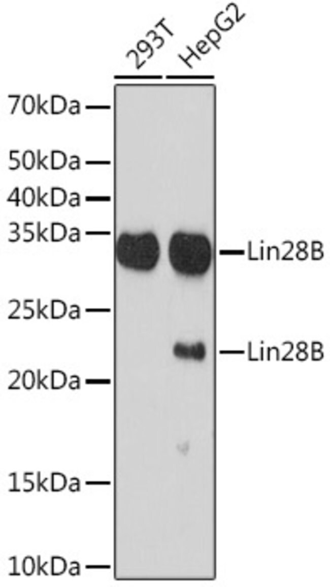LIN28B Rabbit anti-Human, Unconjugated, Clone: ARC1616, Invitrogen 100 ...