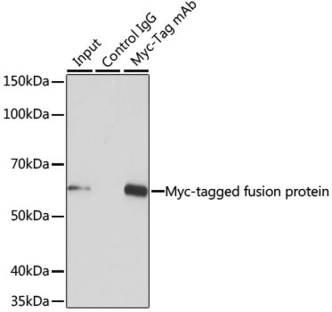 Myc Tag Recombinant Rabbit Monoclonal Antibody (6W3M10), Invitrogen 100 ...