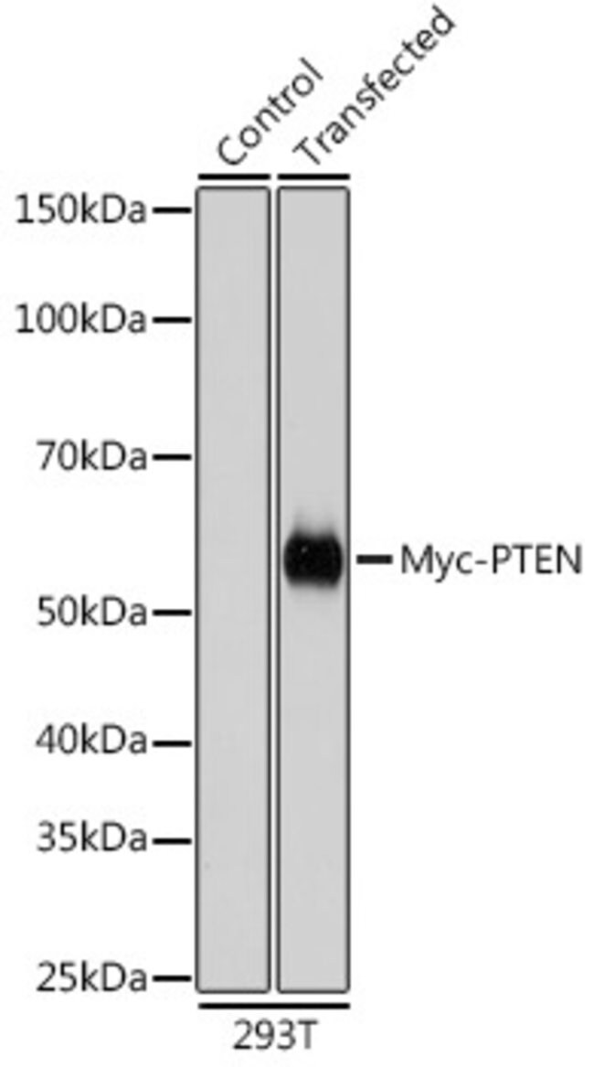 Myc Tag Recombinant Rabbit Monoclonal Antibody (6W3M10), Invitrogen 100 ...