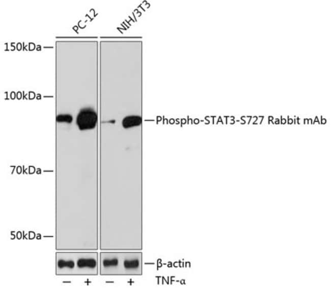 Phospho-STAT3 (Ser727) Rabbit anti-Human, Mouse, Rat, Unconjugated, Clone: | Fisher Scientific