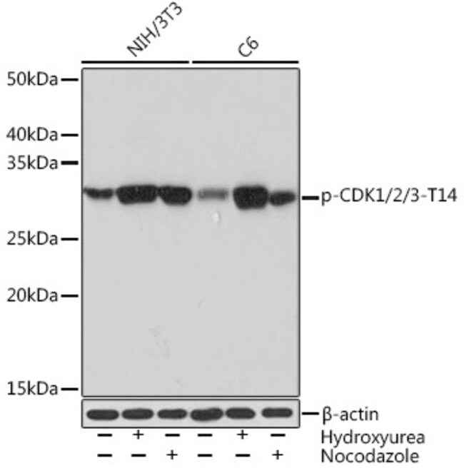 Phospho-CDK1/CDK2/CDK3 (Thr14) Rabbit anti-Human, Mouse, Rat ...