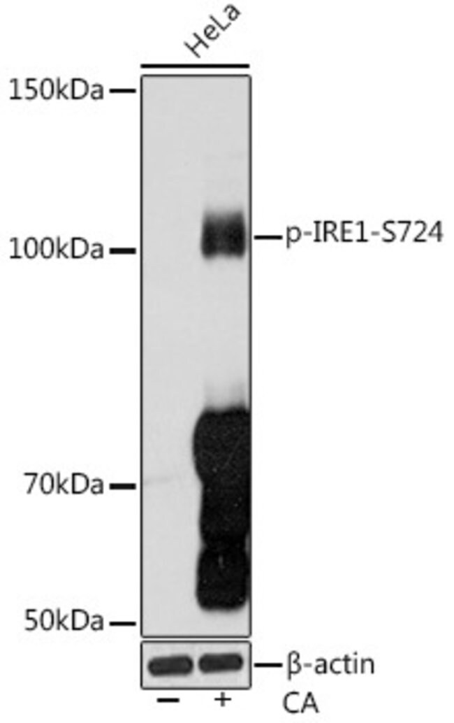 Phospho-IRE1 alpha (Ser724) Rabbit anti-Human, Rat, Unconjugated, Clone ...