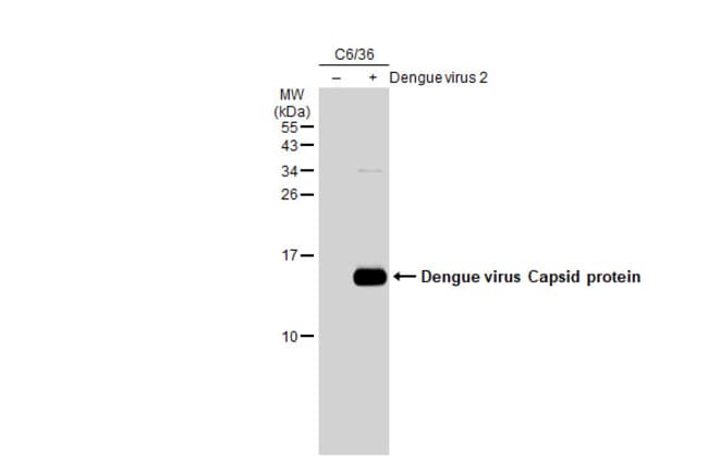 Invitrogen Dengue Virus Type 2 Capsid Monoclonal Antibody (GT574) 100 ...
