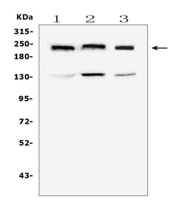 Invitrogen COL4A1 Monoclonal Antibody (3G3) 100 μg; Unconjugated ...