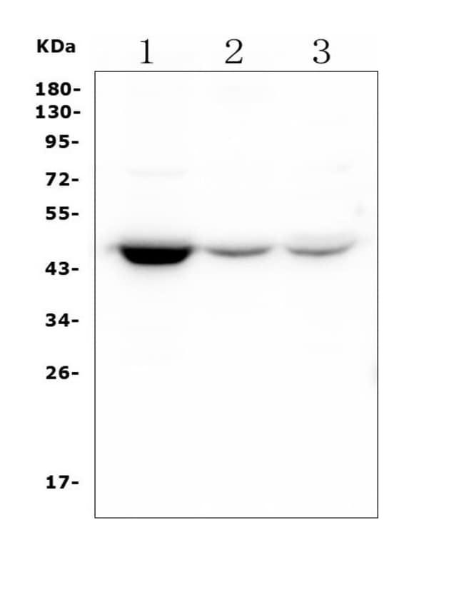Invitrogen HOMER3 Monoclonal Antibody (9G13) 100 μg; Unconjugated ...