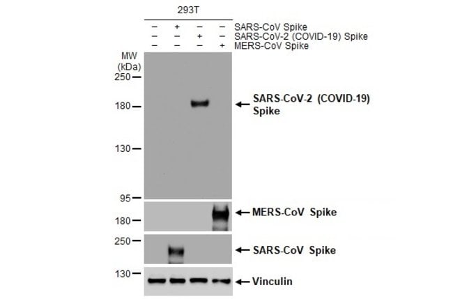 SARS-CoV-2 Spike Protein S1 Recombinant Rabbit Monoclonal Antibody (HL1), | Fisher Scientific