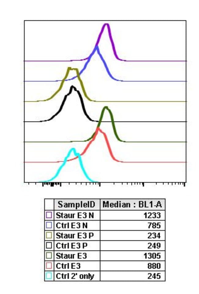 Invitrogen Phospho-p38 MAPK alpha (Thr180, Tyr182) Recombinant Rabbit Monoclonal | Fisher Scientific