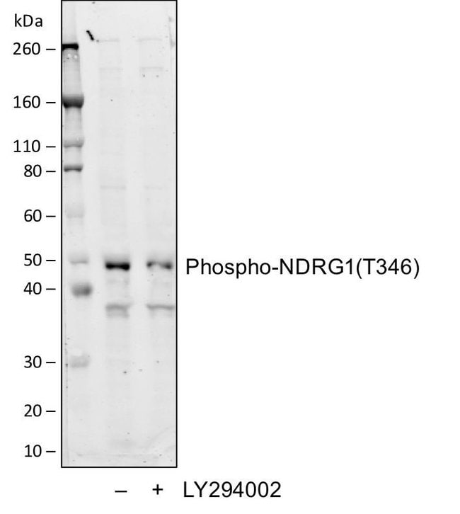 Invitrogen Phospho-NDRG1 (Thr346) Recombinant Rabbit Monoclonal Antibody | Fisher Scientific
