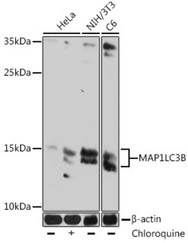 LC3B Monoclonal Antibody (10M5H10), Invitrogen 100 μL; Unconjugated ...
