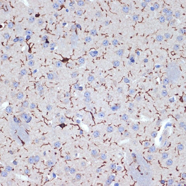IBA1 Recombinant Rabbit Monoclonal Antibody (ARC2301), Invitrogen 100 ...