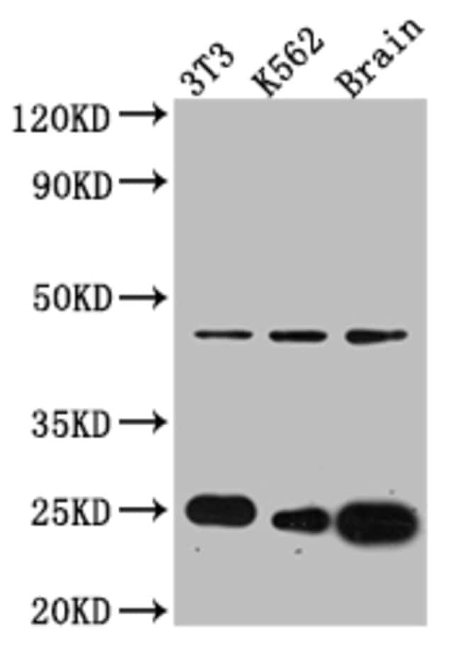 Cdc42 Recombinant Rabbit Monoclonal Antibody (3C3), Invitrogen 100 μL ...