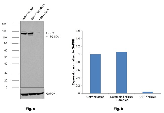 Invitrogen USP7 Recombinant Rabbit Monoclonal Antibody (7F10) 100 μL ...