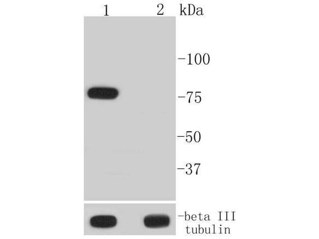 Invitrogen Phospho-BTK (Tyr223) Recombinant Rabbit Monoclonal Antibody ...