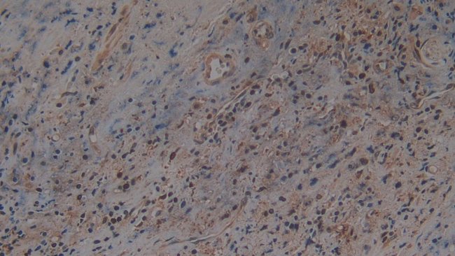 HFE2 Monoclonal Antibody (A7), Invitrogen™ 20 μL; Unconjugated | Fisher ...