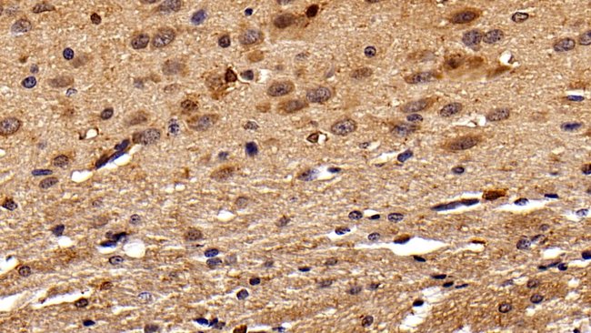 IBA1 Mouse anti-Rat, Clone: C5, Invitrogen 20 μL; Unconjugated ...