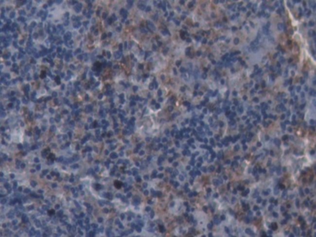 IBA1 Mouse anti-Rat, Clone: C5, Invitrogen 20 μL; Unconjugated ...