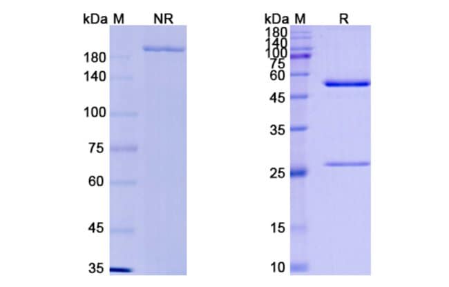 Milatuzumab Recombinant Human Monoclonal Antibody, Invitrogen 100 μg ...