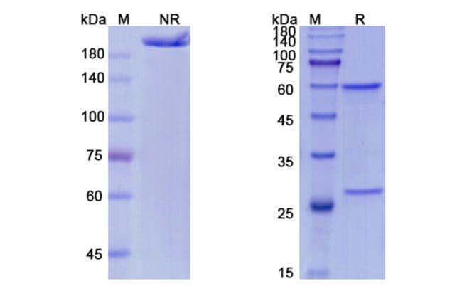 Fulranumab Human anti-Chemical, Invitrogen 100 μg; Unconjugated ...