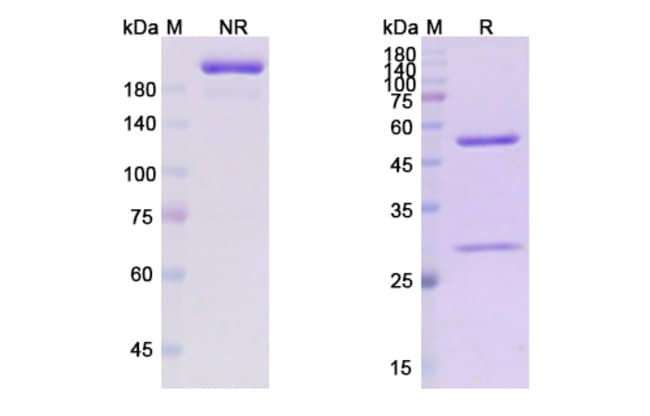Obexelimab Recombinant Human Monoclonal Antibody, Invitrogen 100 μg ...