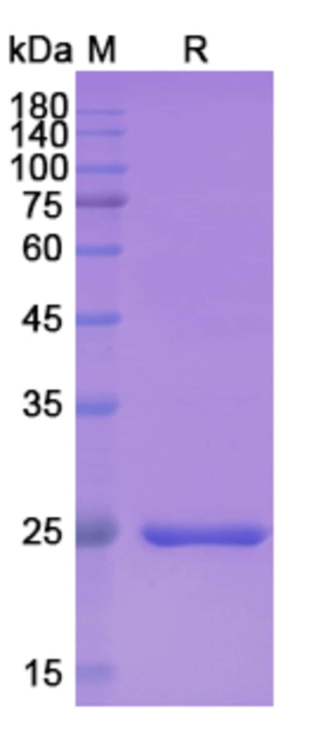 Brolucizumab Human anti-Chemical, Invitrogen 100 μg; Unconjugated ...
