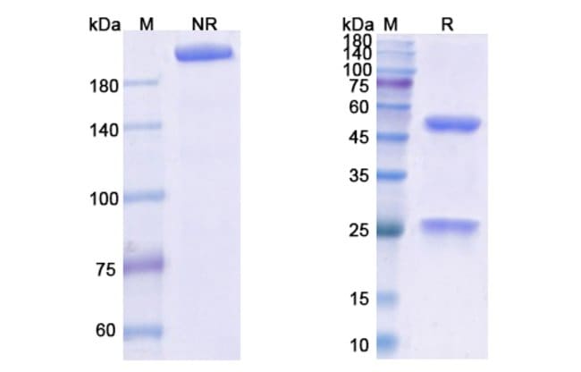 Obiltoxaximab Human anti-Chemical, Invitrogen 100 μg; Unconjugated ...