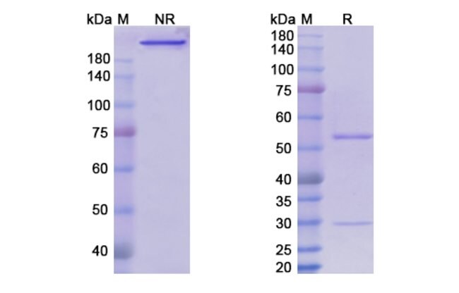 Invitrogen Setrusumab Recombinant Human Monoclonal Antibody 100 μg ...