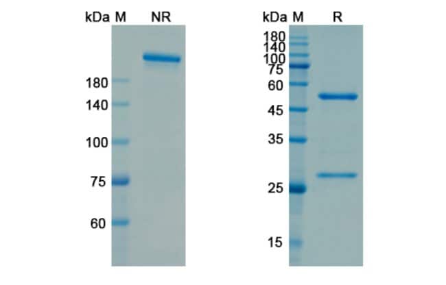 Utomilumab Recombinant Human Monoclonal Antibody, Invitrogen 100 μg ...