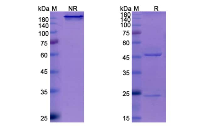 Sotrovimab Human anti-Chemical, Invitrogen 100 μg; Unconjugated ...