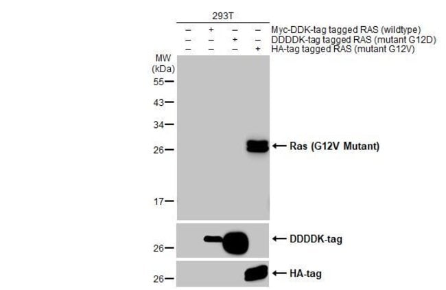 Invitrogen K-Ras (G12V Mutant) Recombinant Rabbit Monoclonal Antibody ...