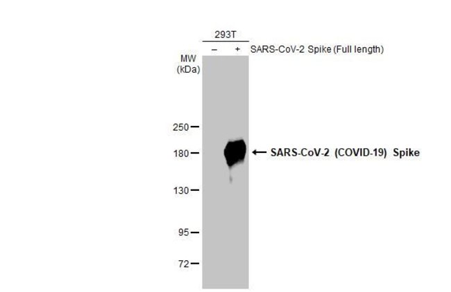 SARS-CoV-2 Spike Protein S2 Recombinant Rabbit Monoclonal Antibody (HL1039), | Fisher Scientific