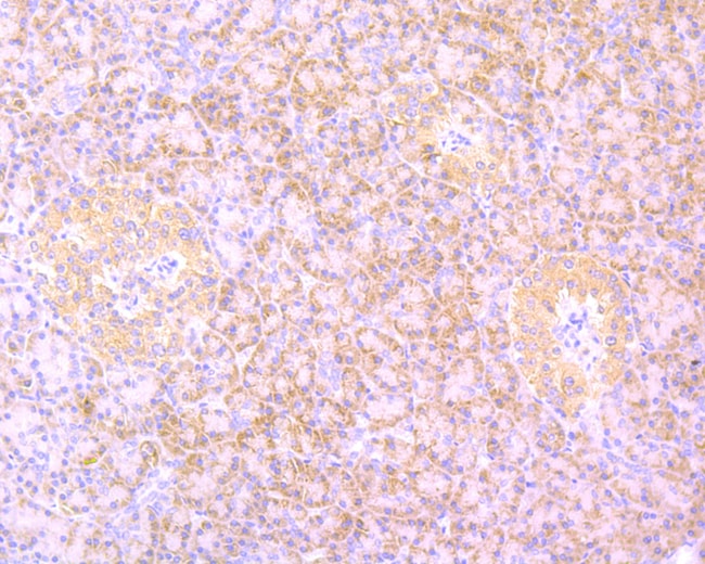 Invitrogen B-Raf Recombinant Rabbit Monoclonal Antibody (SU34-04) 100 ...