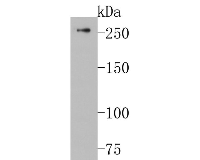 POLR2A Monoclonal Antibody (A5F4), Invitrogen 100 μL; Unconjugated ...