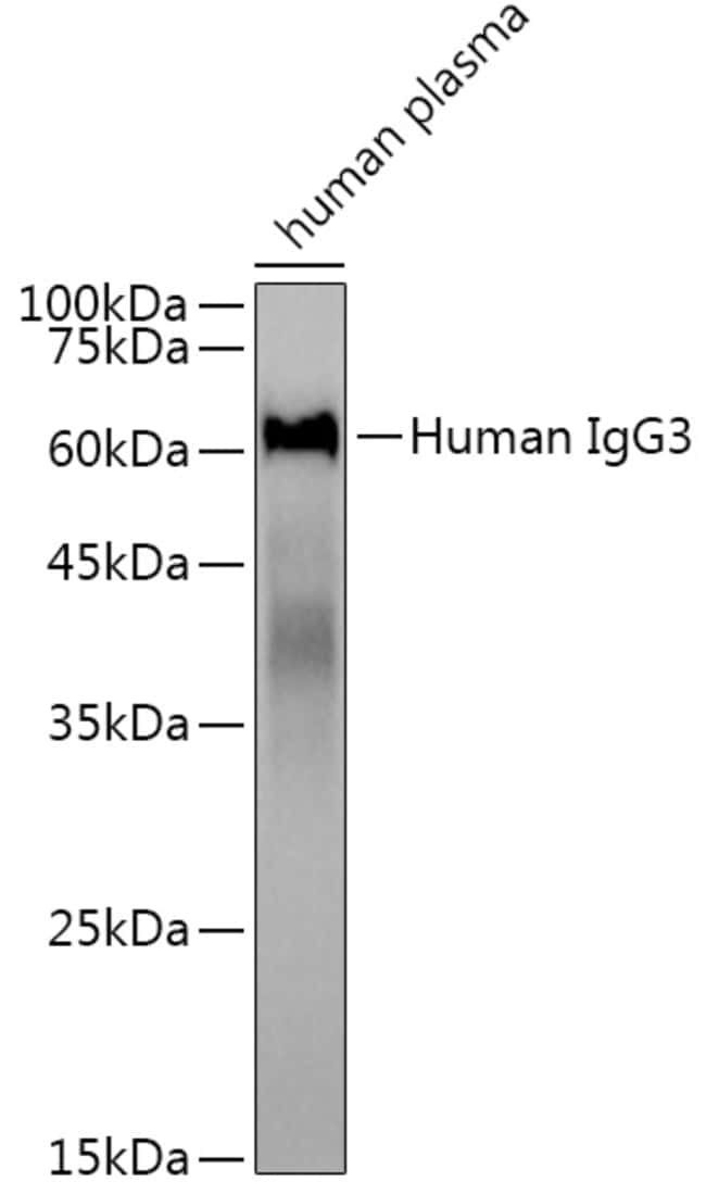 Invitrogen Human IgG3 Recombinant Rabbit Monoclonal Antibody (6Q4J8 ...