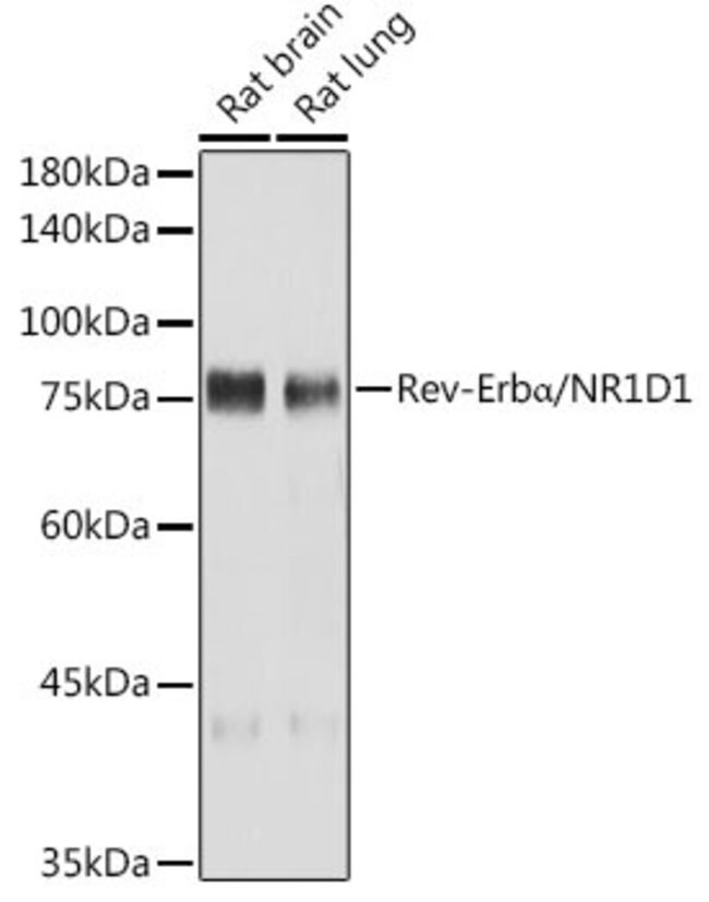 NR1D1 Recombinant Rabbit Monoclonal Antibody (9I2H1), Invitrogen™ 100 ...