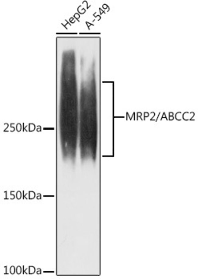 MRP2 Recombinant Rabbit Monoclonal Antibody (6L3Z6), Invitrogen 100 μL ...