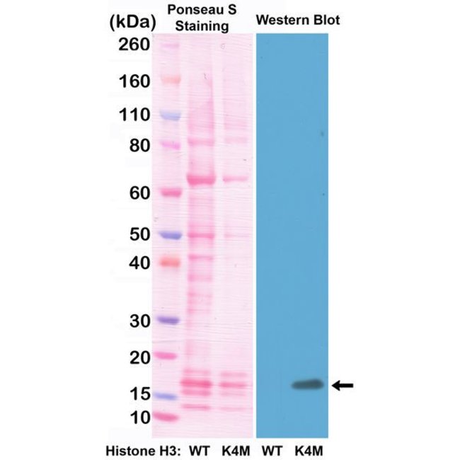 H3.3 K4M oncohistone mutant Recombinant Rabbit Monoclonal Antibody ...