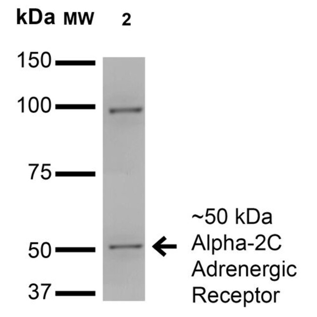 Invitrogen alpha-2c Adrenergic Receptor Monoclonal Antibody (N330A/80 ...